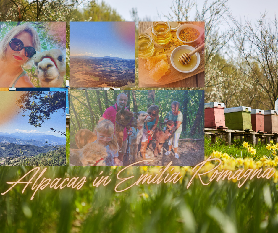 Alpacas in Emilia Romagna – A Memorable Walk in Nature - Wonders of the ...